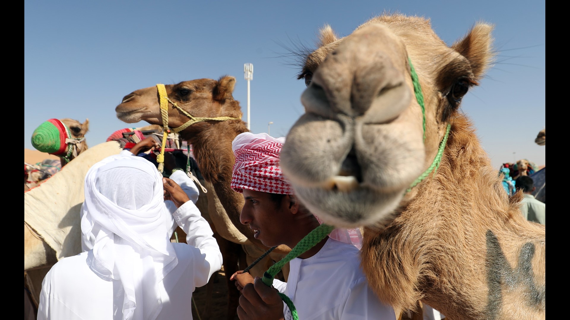 12 camels disqualified from Saudi Arabia beauty pageant for using Botox ...