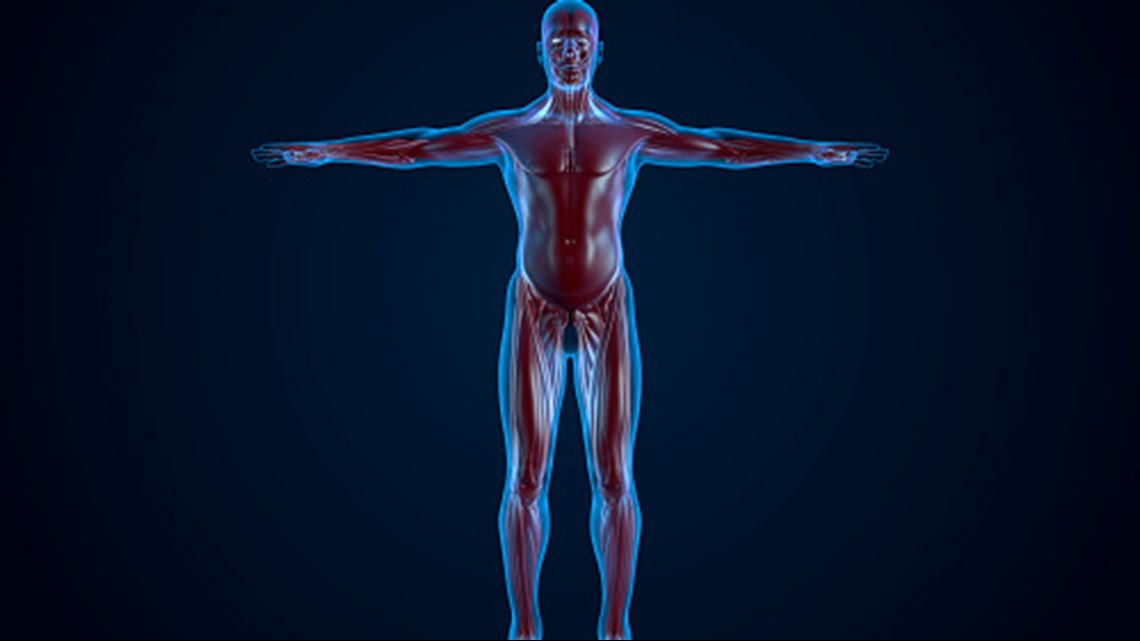 Scientists say they've discovered a new human organ: the interstitium ...