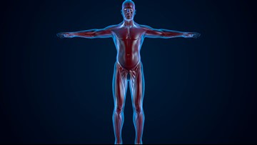 Scientists say they've discovered a new human organ: the interstitium ...