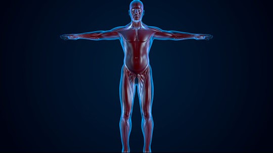 Scientists say they've discovered a new human organ: the interstitium ...