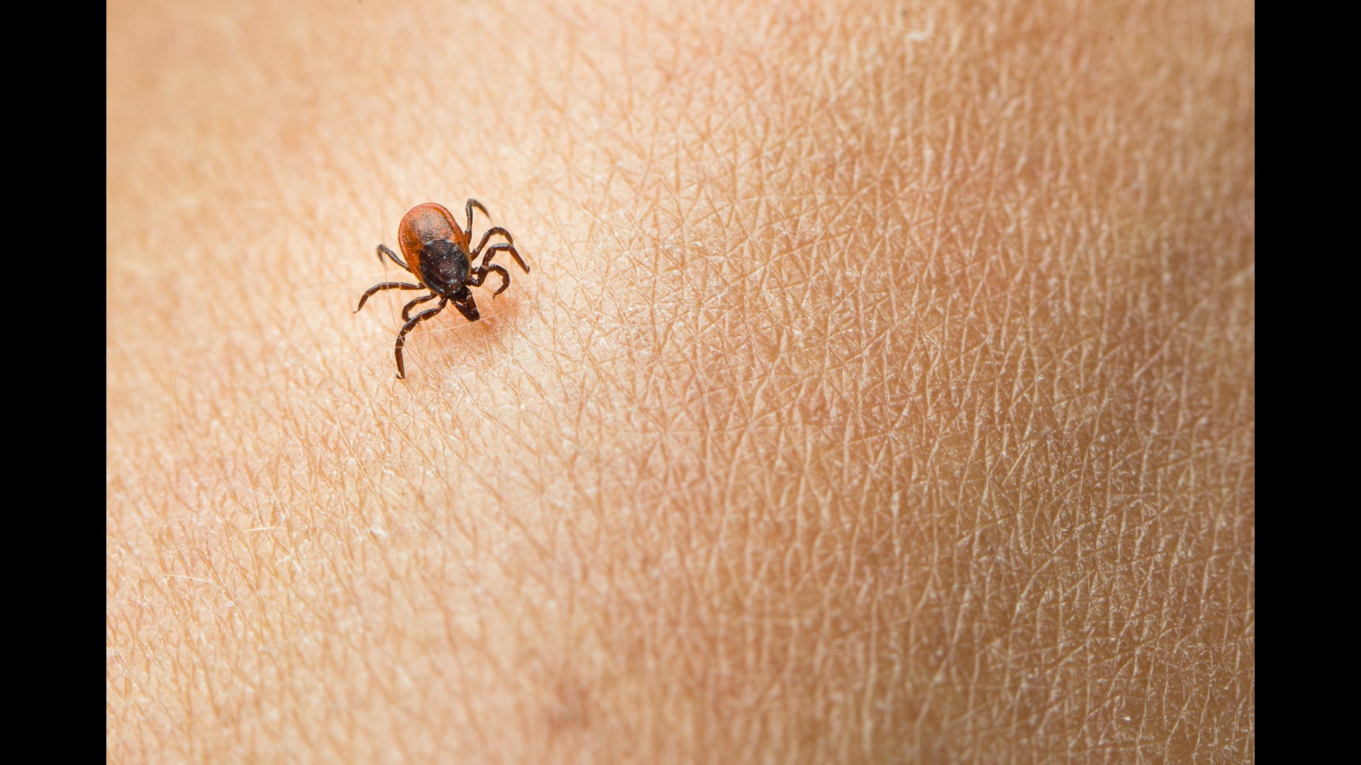 12 reasons to take ticks seriously | king5.com