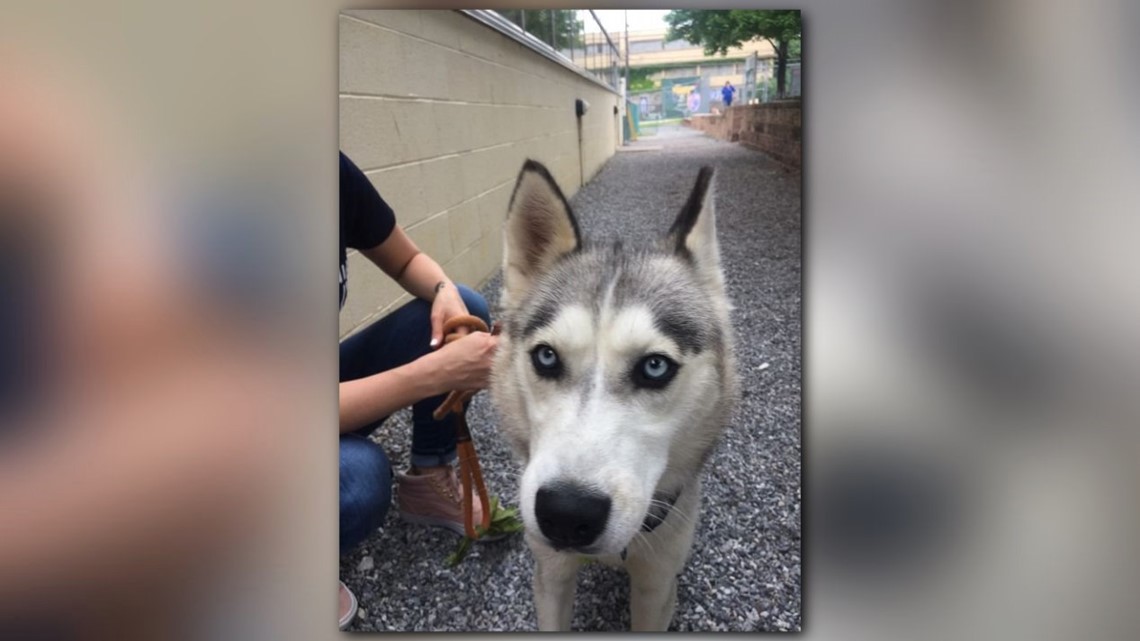 Unlicensed breeder criminally 'debarked' dogs by pushing pipe down ...