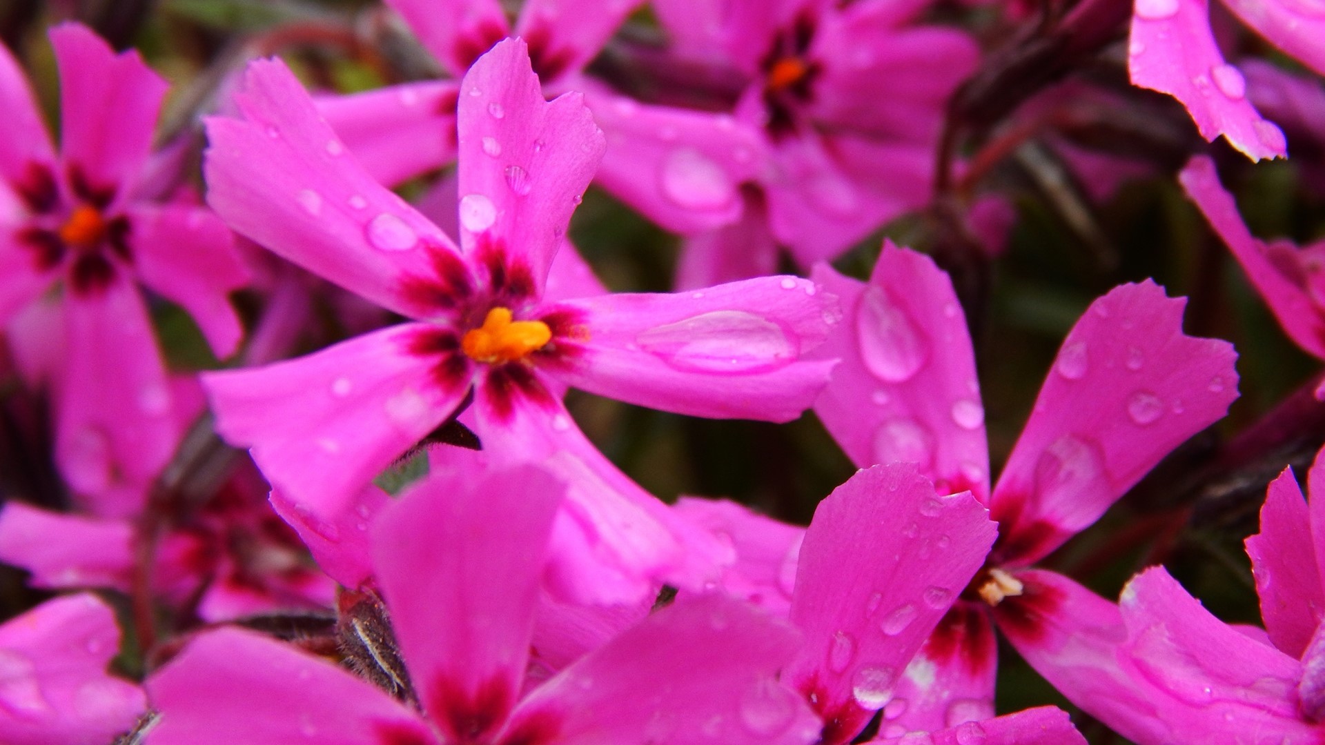 A Pimp's Playbook: How a former pimp talked his way into women's lives ...