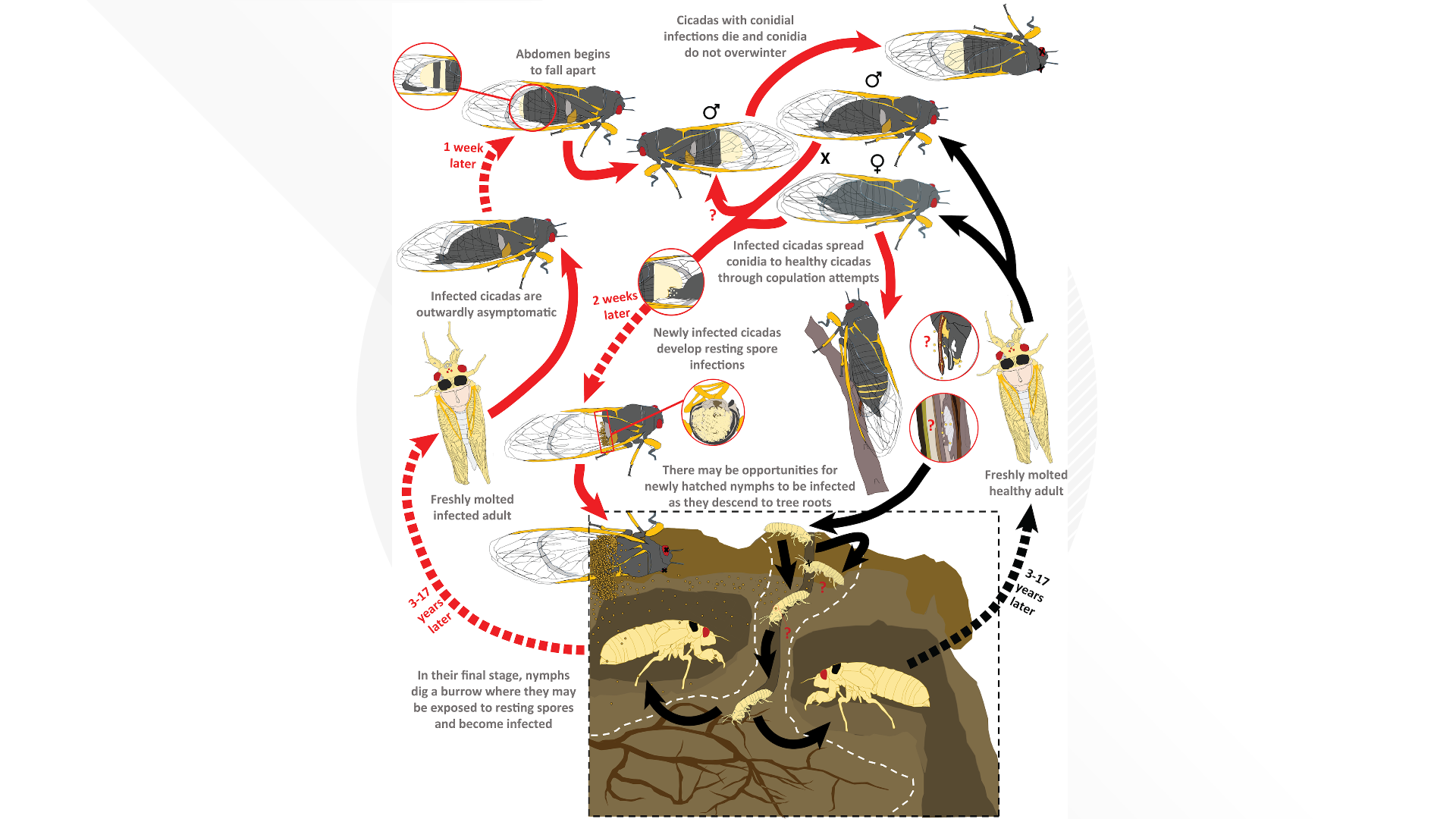 Bodiless ‘zombie cicadas’ infected by fungus are real | king5.com
