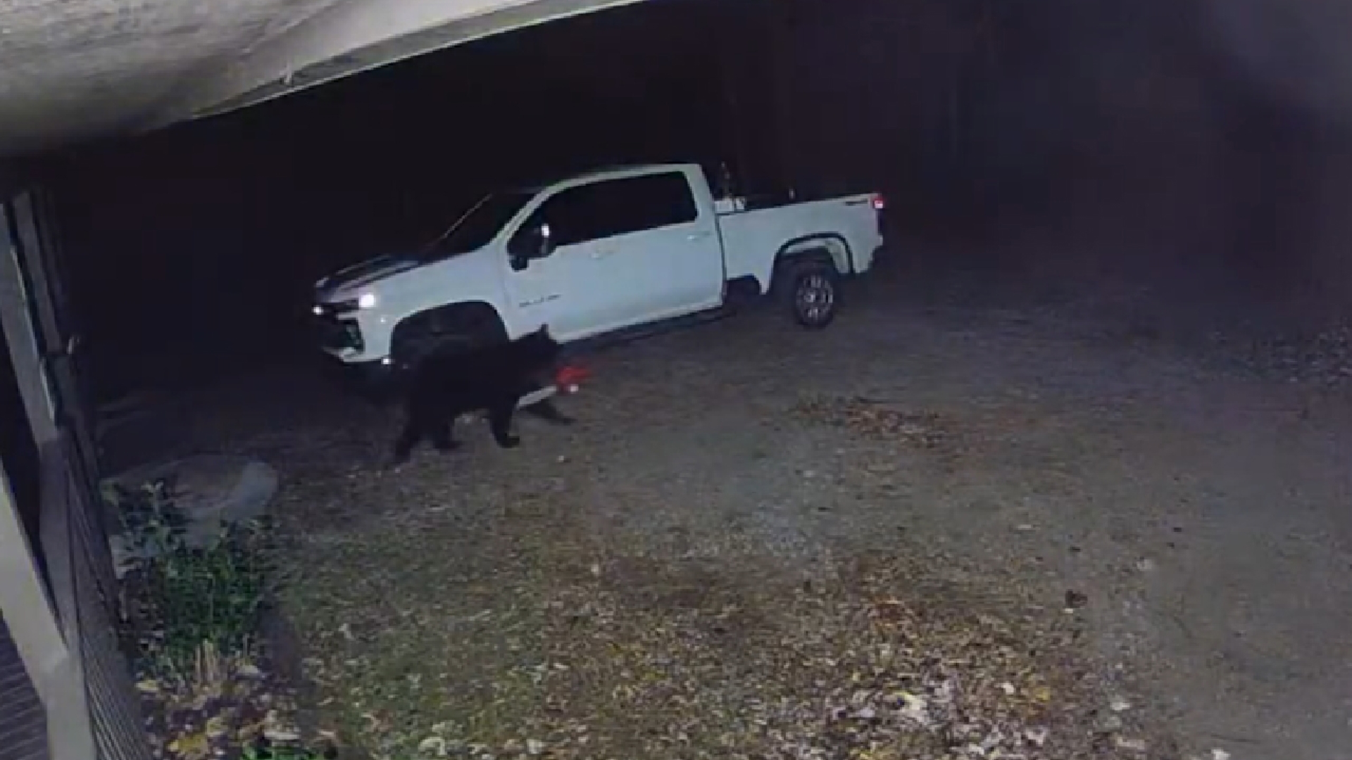 Video captures bear waltzing off with man's brand new chainsaw | king5.com