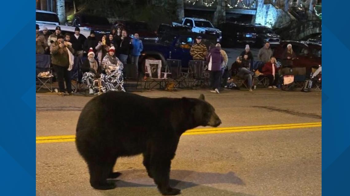 Bear makes surprise guest appearance at Tennessee Christmas parade ...