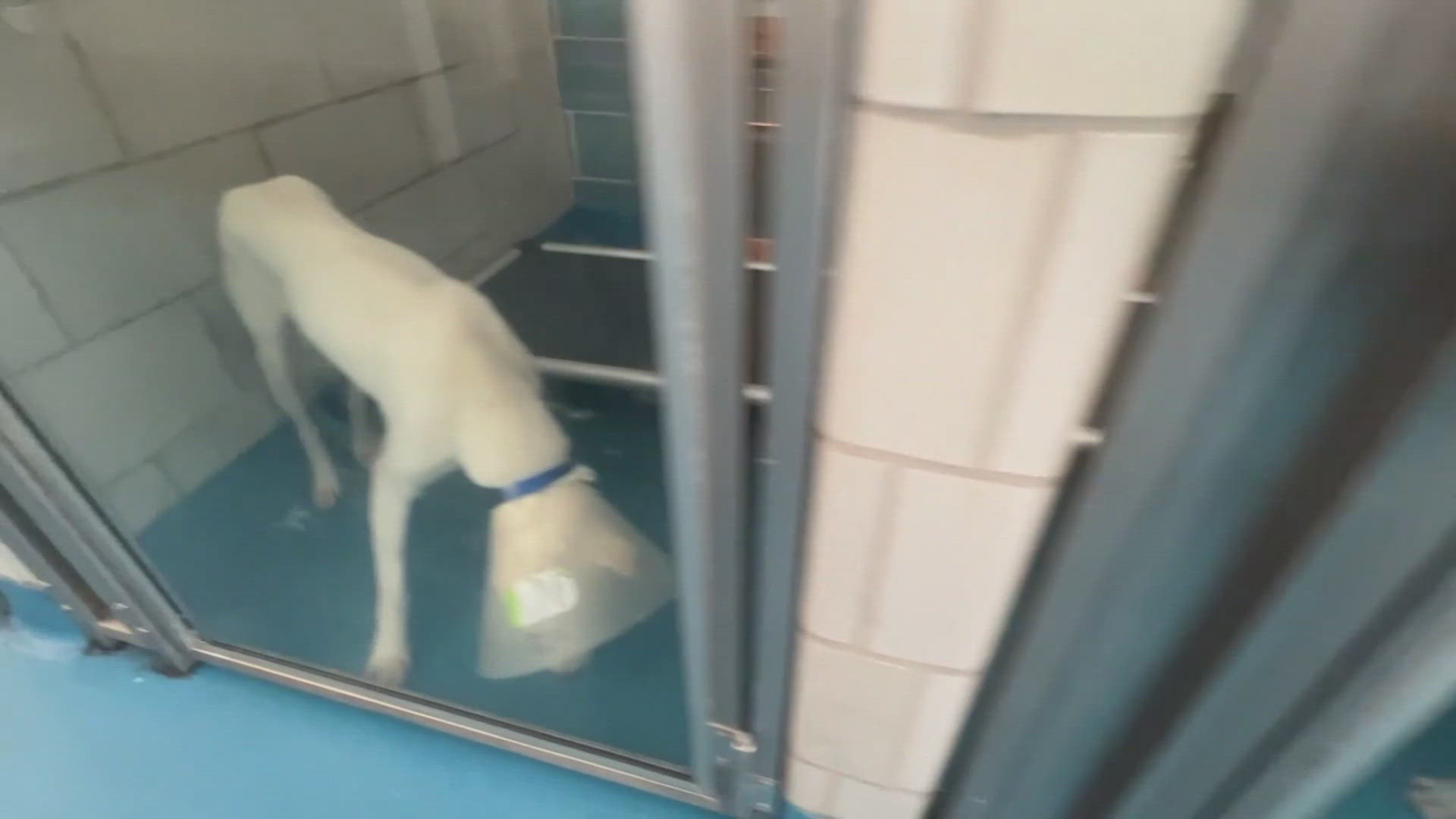 Pet safety tips to keep in mind when the weather gets dangerously cold ...