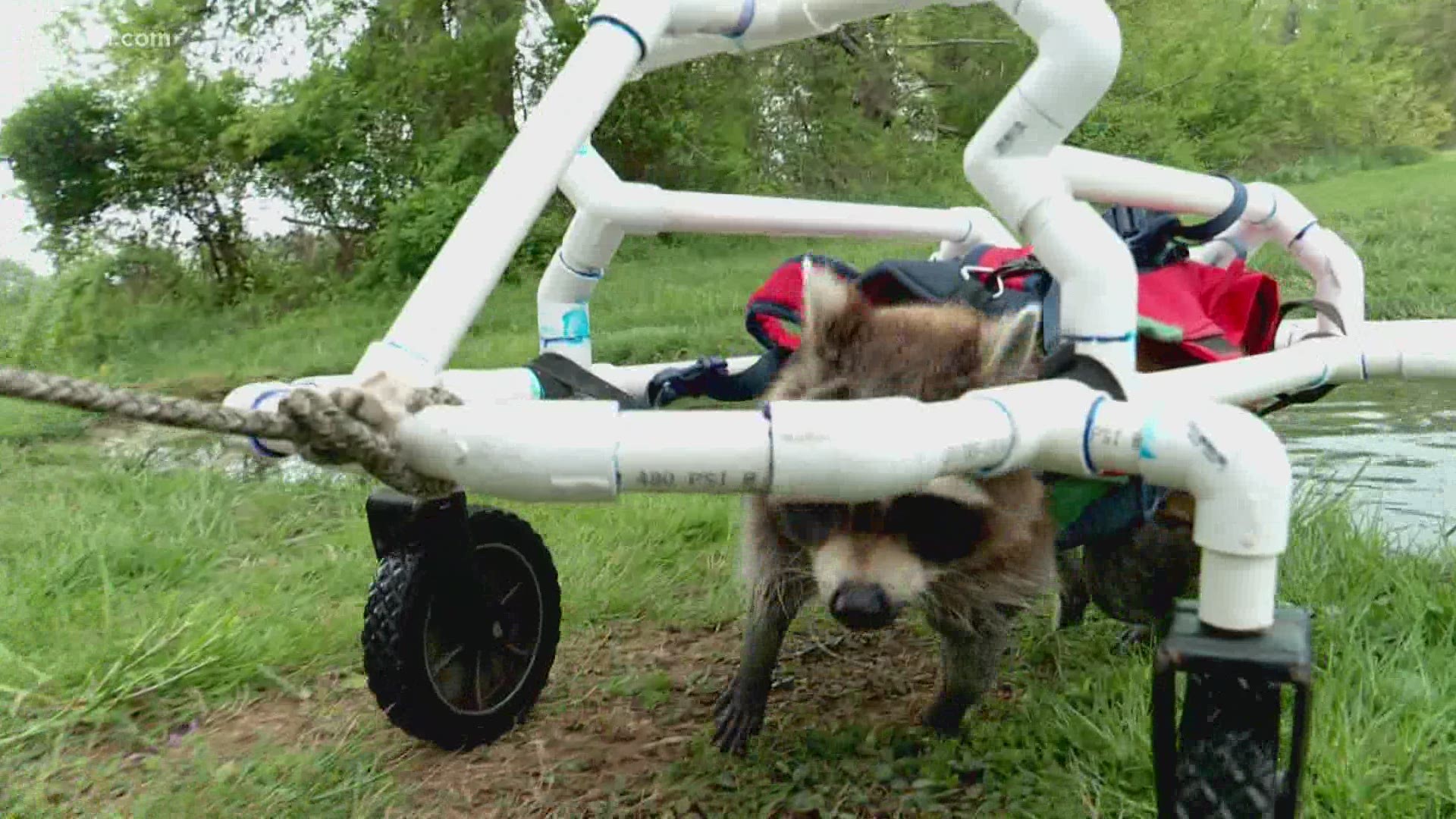 Boone a disabled raccoon gets wheels from Ky engineering students ...