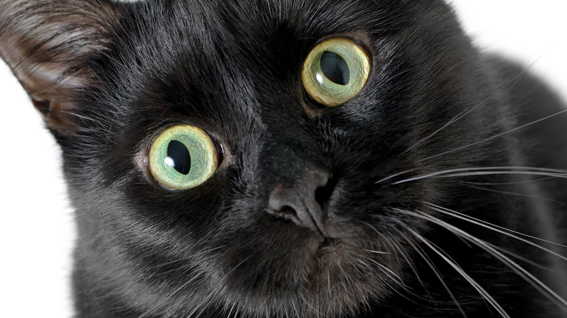 Black cat interrupts Monday Night Football | king5.com