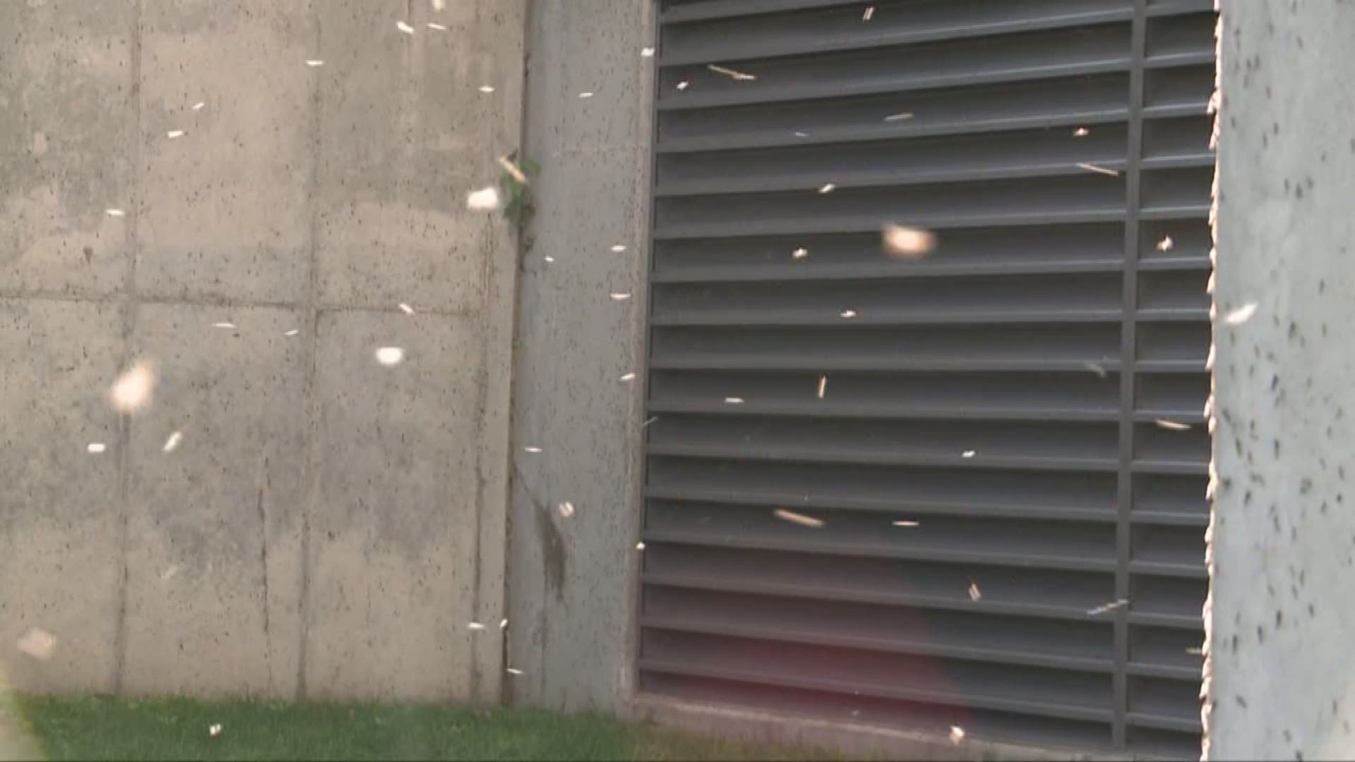 Gross! Thick swarm of midges shows up on Cleveland radar | king5.com