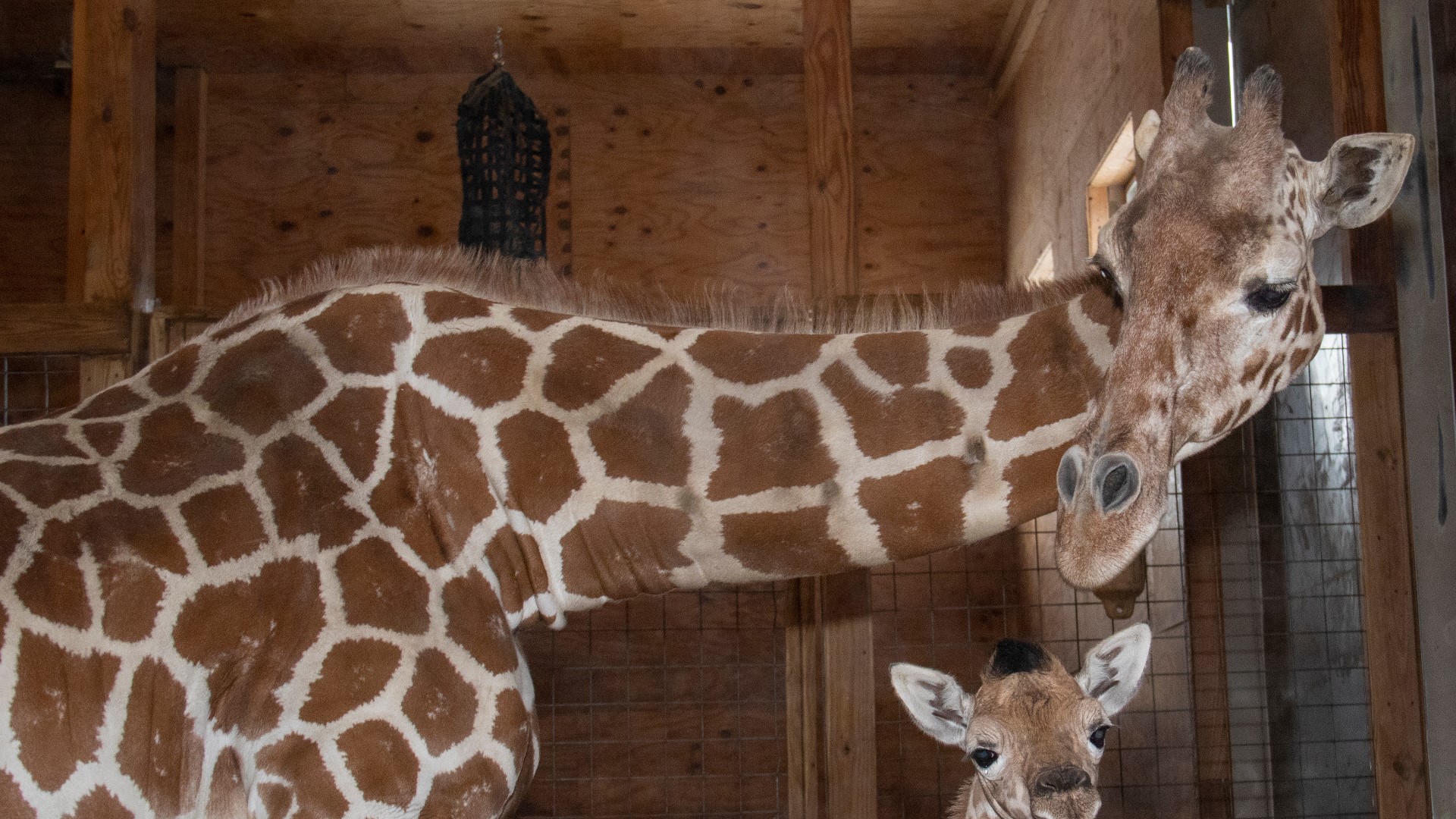April the giraffe dies nearly 4 years after viral pregnancy | king5.com