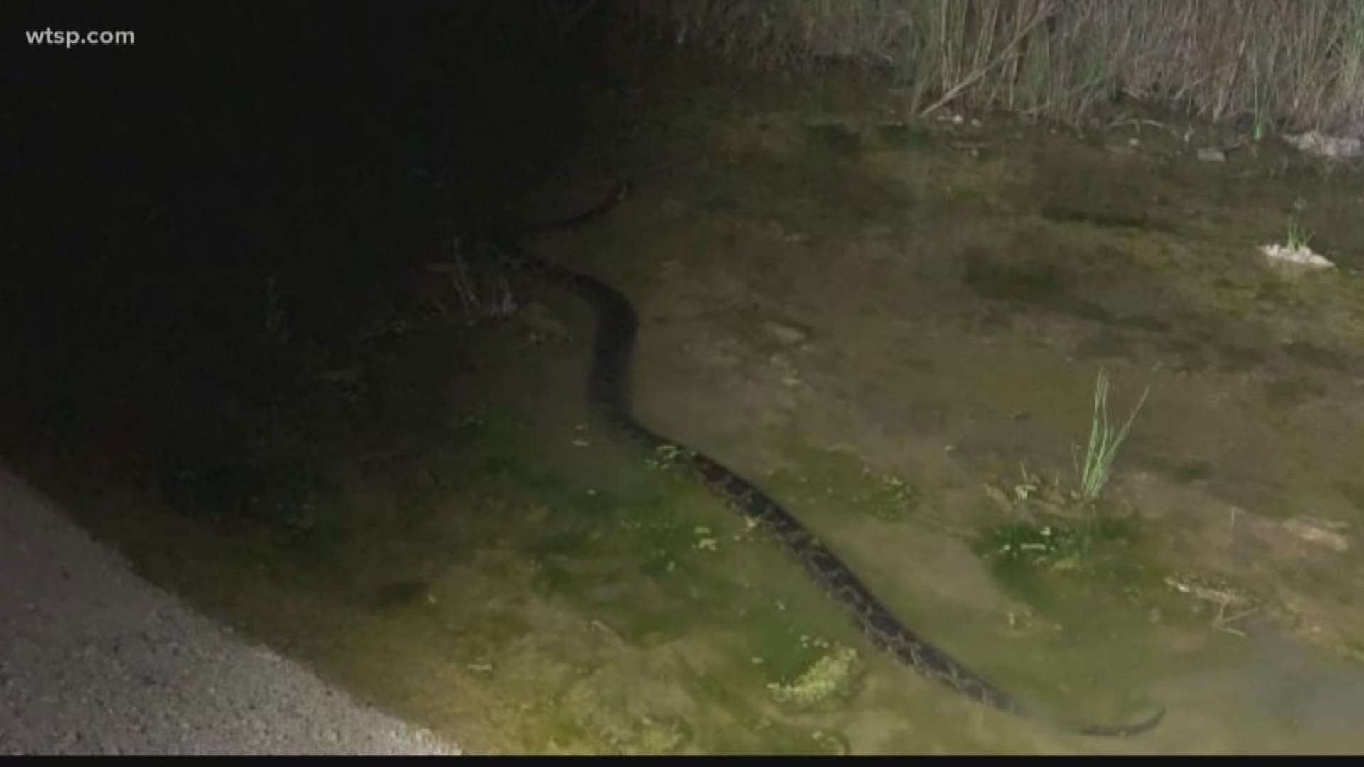 Holy python! 17-foot snake captured in South Florida | king5.com