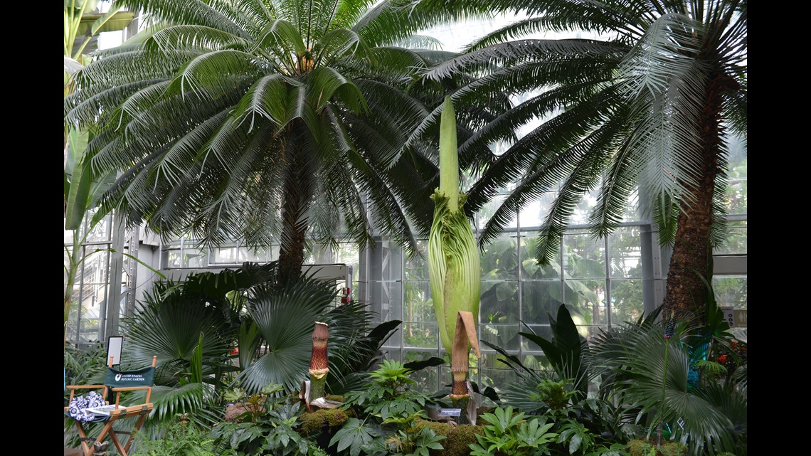Biggest corpse flower in U.S. Botanic Garden history begins to open ...